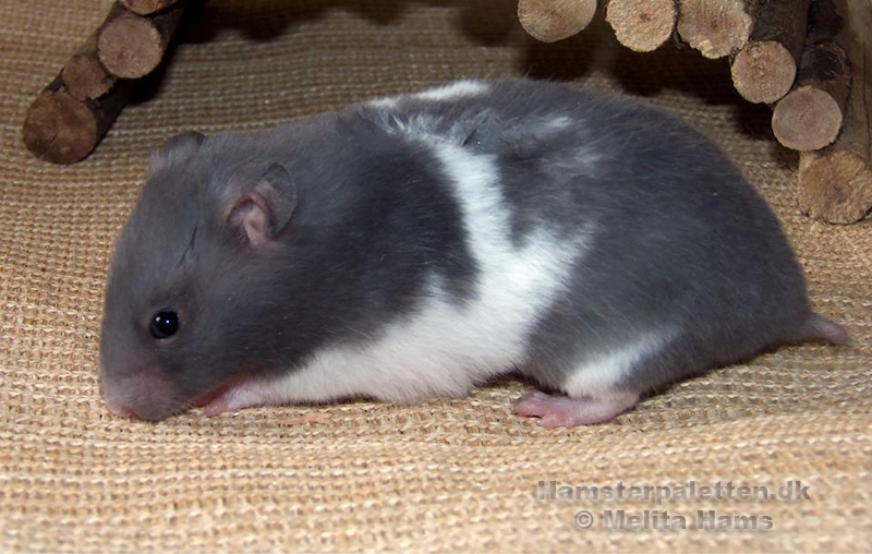 Syrian Hamsters Colors