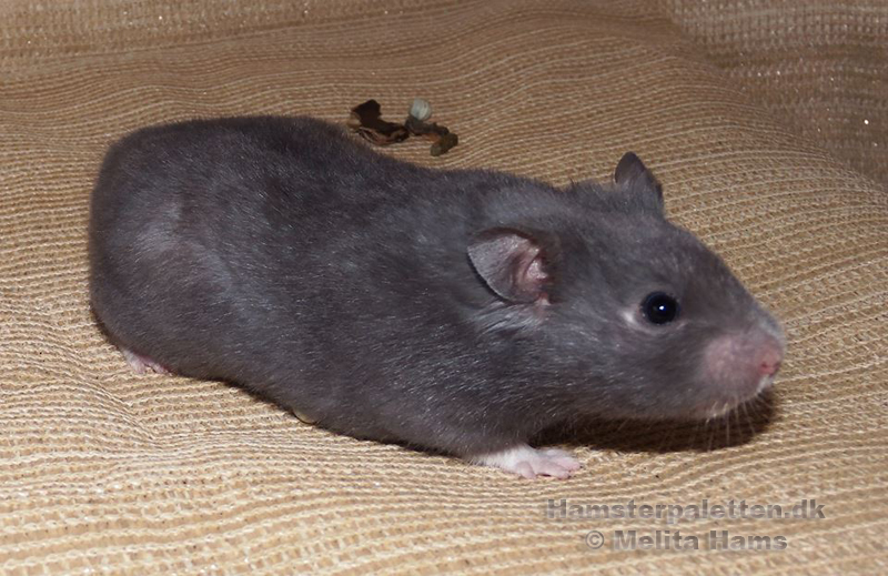 Blue Umbrous SH | Syrian hamster, Hamster, Animals