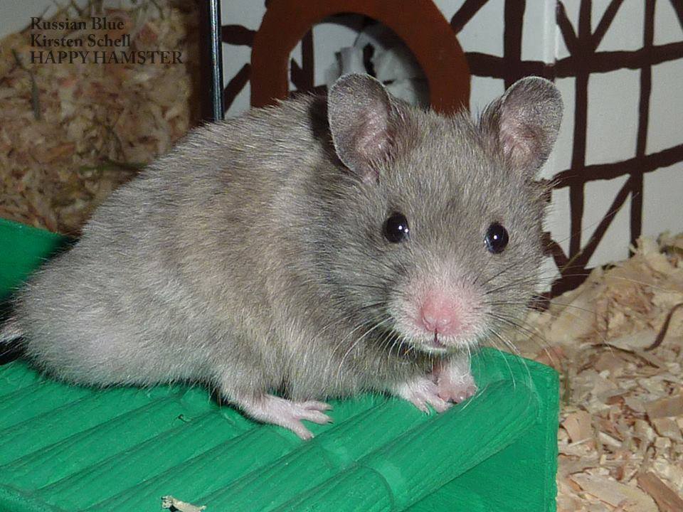 Welche Fellfarbe hat mein Goldhamster? :)